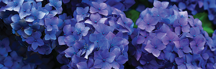 feature-image_hydrangea - Mushroom Travel