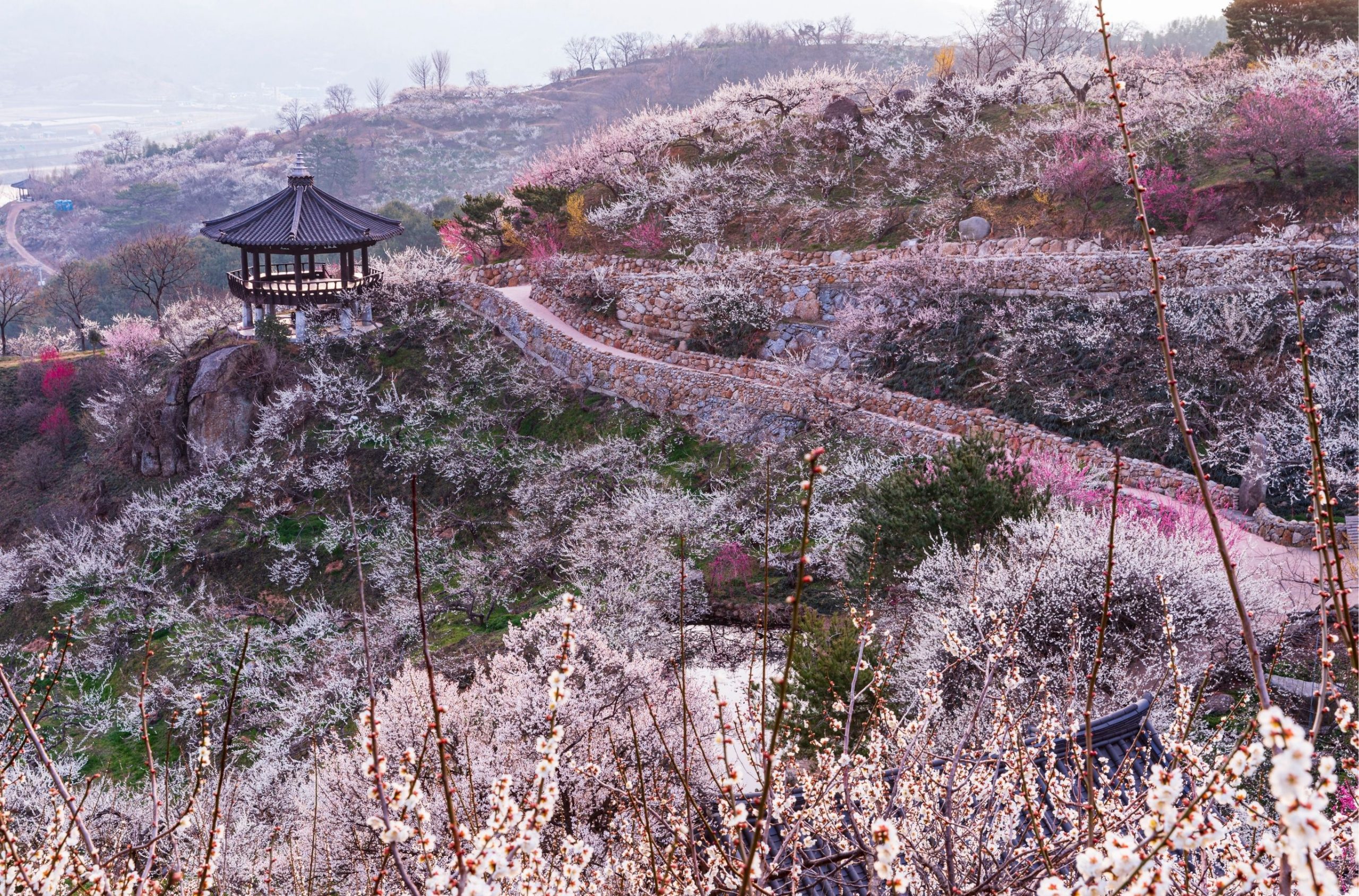 Gwangyang Maehwa Festival - Getty Images (2) - Mushroom Travel